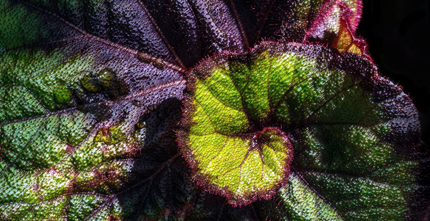 Seven Amazing Textures Found in Nature - Talk Planty 2 Me