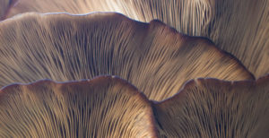 Seven Amazing Textures Found in Nature - Talk Planty 2 Me