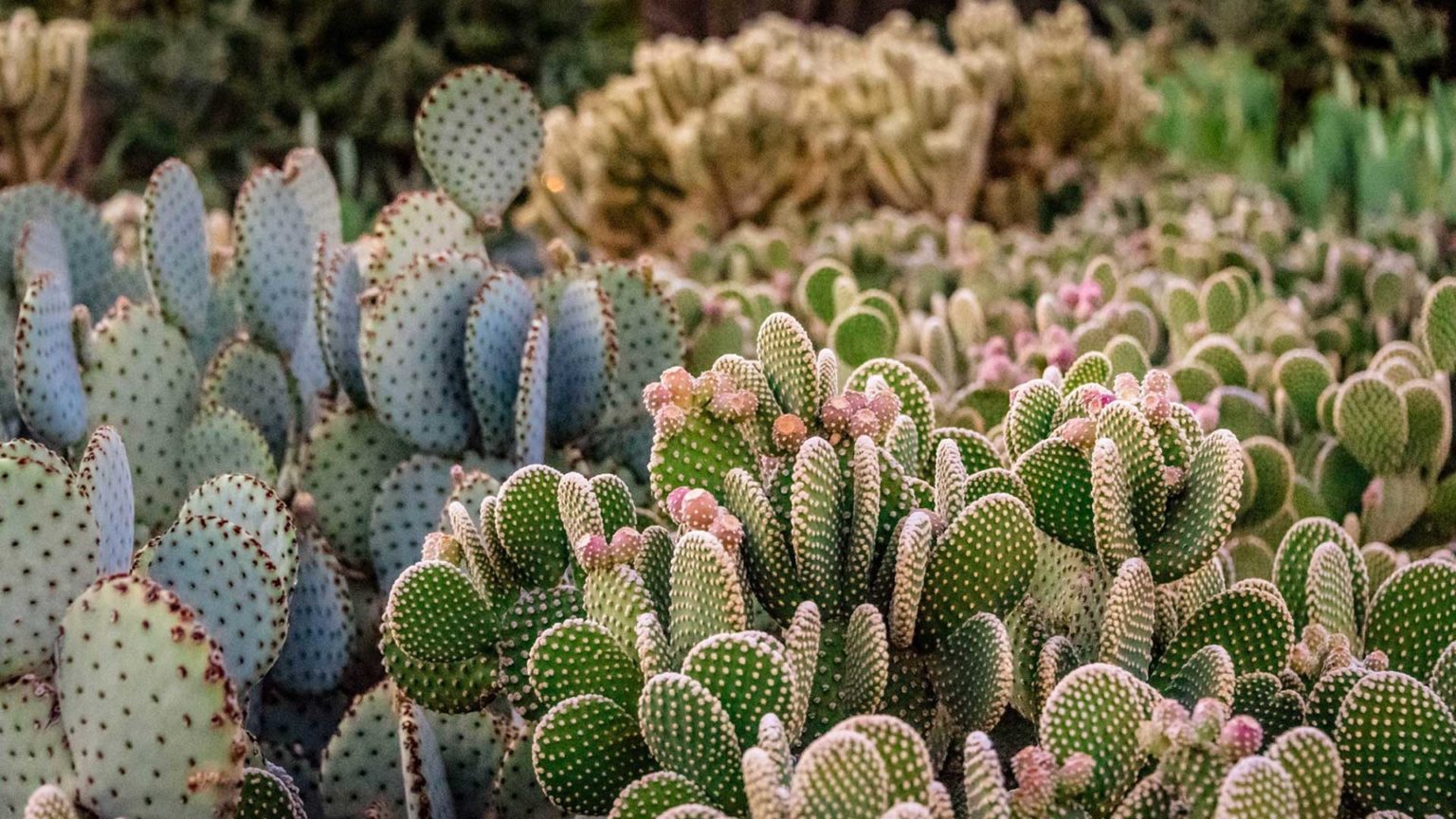 Seven Amazing Textures Found in Nature - Talk Planty 2 Me